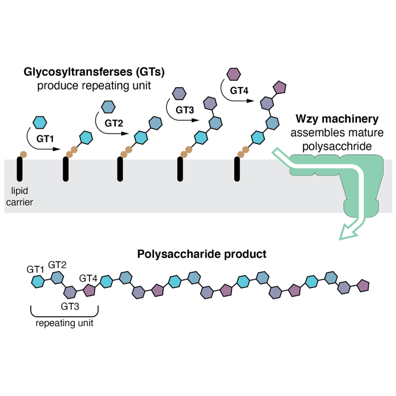 Research – Hershey Laboratory – UW–Madison